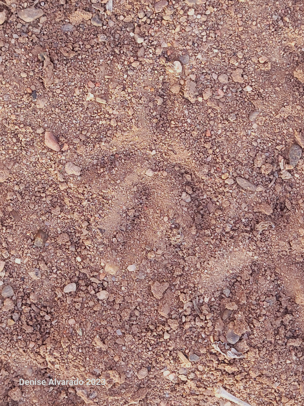 Raven Track Dirt – Creole Moon